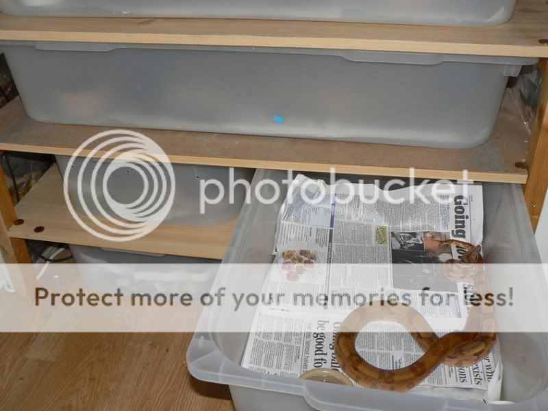 Boa rack help | Reptile Forums