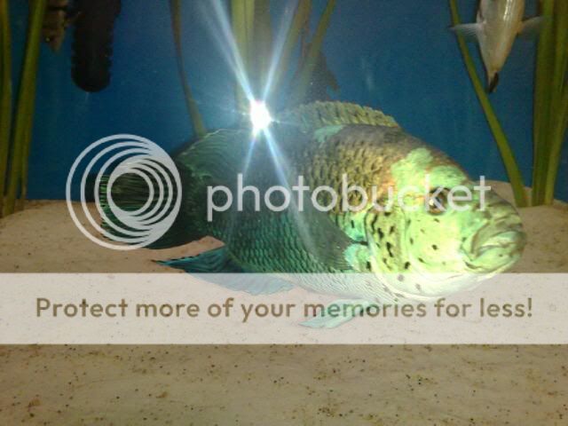 EBJD Male or Female? | MonsterFishKeepers.com