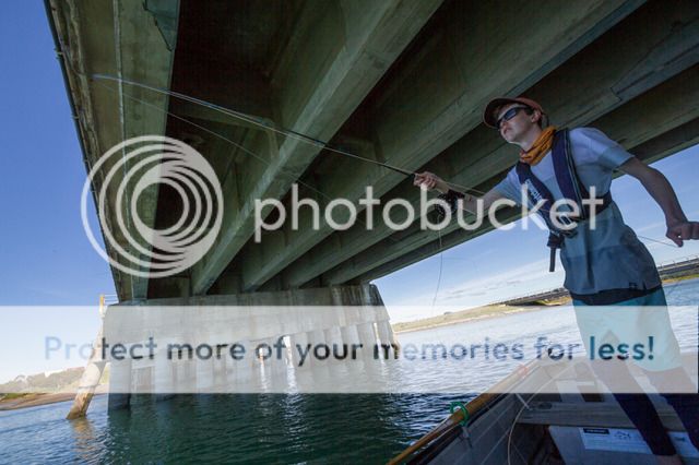 Parore on fly - The Fishing Website : Discussion Forums