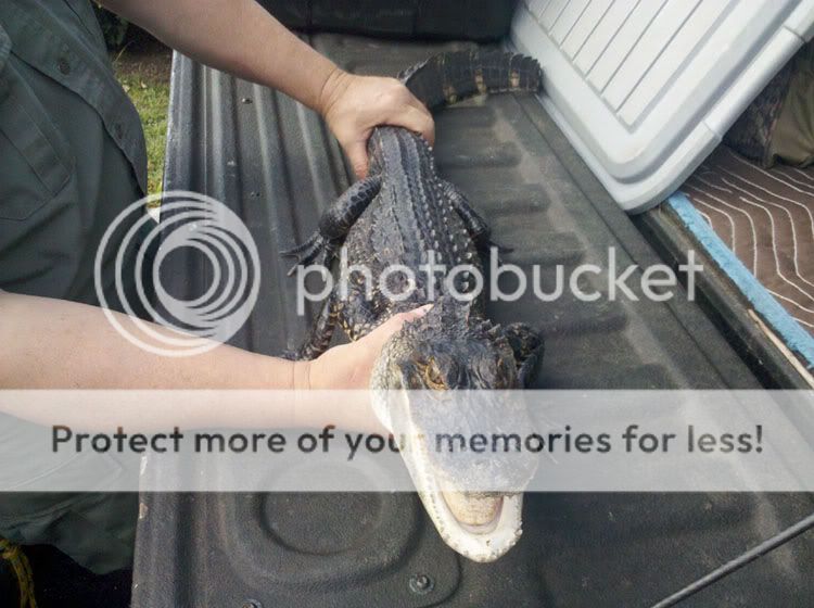 Alligator Caught With Bare Hands In Charles River | Massachusetts Cop Forum