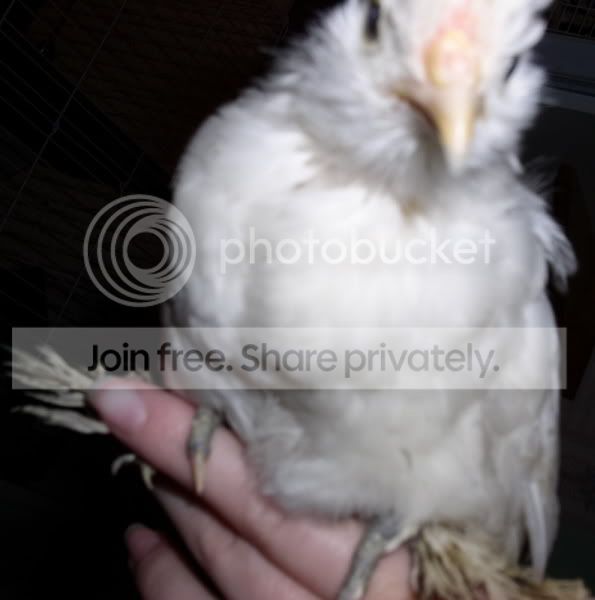 Bangle-baby Sultan Bantam-has developed a sideways face. *Pics ...