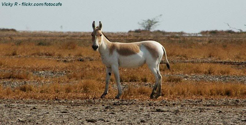 J-Trail India: Sand & Snow | Adventure Rider