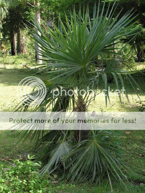 The "Other" Cuban Belly Palm - DISCUSSING PALM TREES WORLDWIDE - PalmTalk