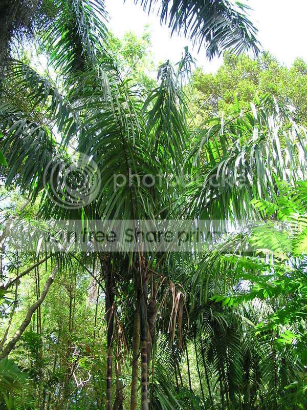 Palms with drooping leaflets - DISCUSSING PALM TREES WORLDWIDE - PalmTalk