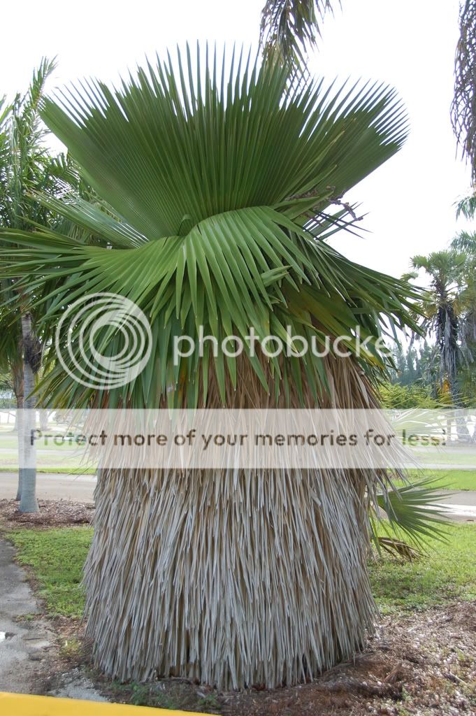 South Florida - TRAVEL LOGS - PalmTalk