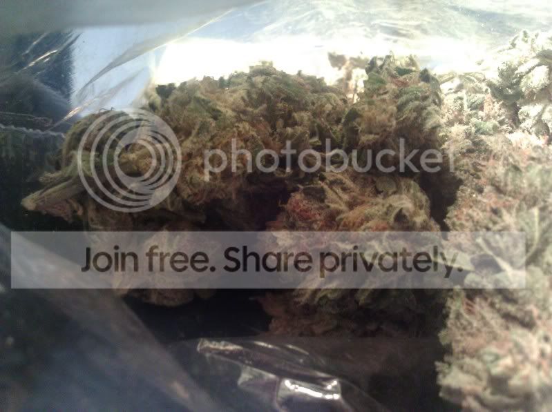 *DUW* Grandaddy Purp # Alaskan Thunderfuck | Grasscity Forums - The #1 ...